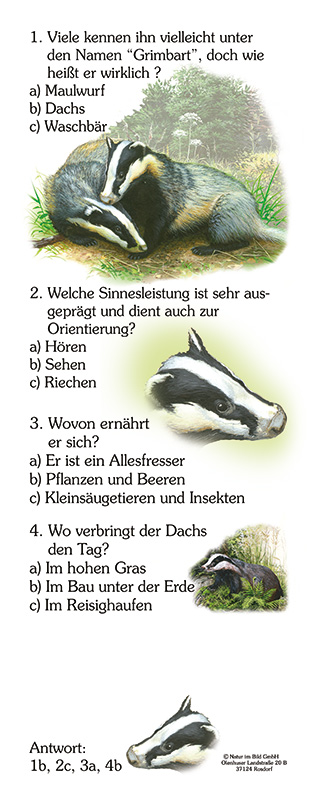 Dachs | Quiztafel | Lehrtafeln | Natur im Bild Lehrtafeln für Natur ...