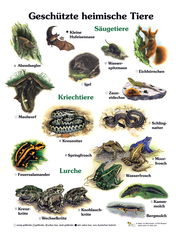 Geschützte heimische Tiere | Ökologie | Lehrtafeln | Natur im Bild ...