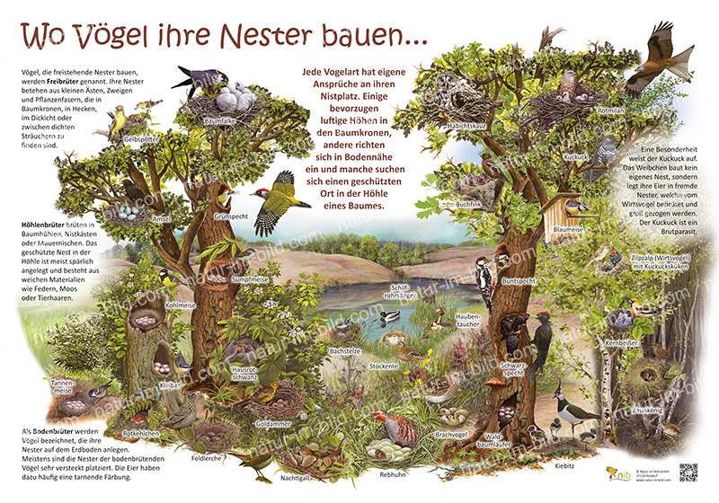 Wo Vögel ihre Nester bauen | Vögel | Lehrtafeln | Natur im Bild ...