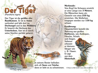 Der Tiger | Zoo- und Tierparktafeln | Lehrtafeln | Natur im Bild ...