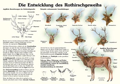 Die Entwicklung des Rothirschgeweihs | 50x70 & 70x100 cm | Säugetiere ...