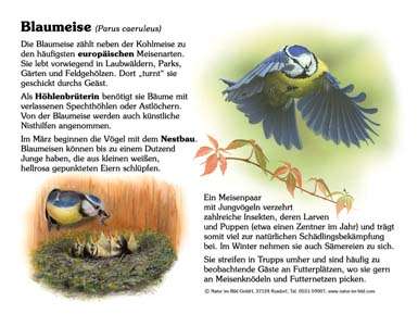 Meisenarten | Vögel | Lehrtafeln | Natur im Bild Lehrtafeln für Natur ...