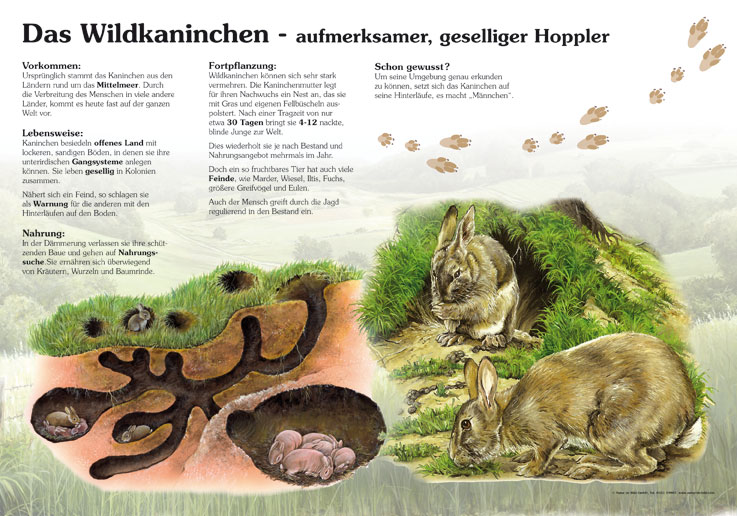 Wildkaninchen | Säugetiere | Lehrtafeln | Natur im Bild Lehrtafeln für ...