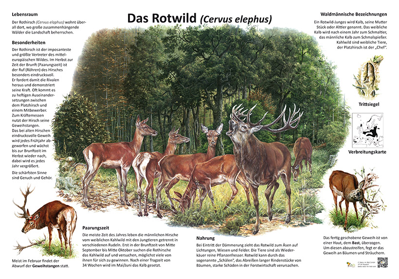 Das Rotwild | Säugetiere | Lehrtafeln | Natur im Bild Lehrtafeln für ...