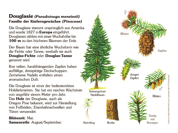 Douglasie | Pflanzen | Lehrtafeln | Natur im Bild Lehrtafeln für Natur ...
