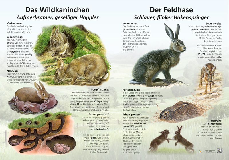 Das Wildkaninchen, der Feldhase | Tiere | Lehrtafeln | Natur im Bild ...