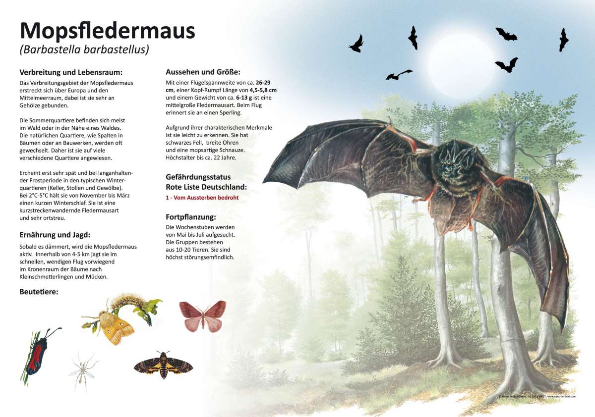 Mopsfledermaus | Säugetiere | Lehrtafeln | Natur im Bild Lehrtafeln für ...