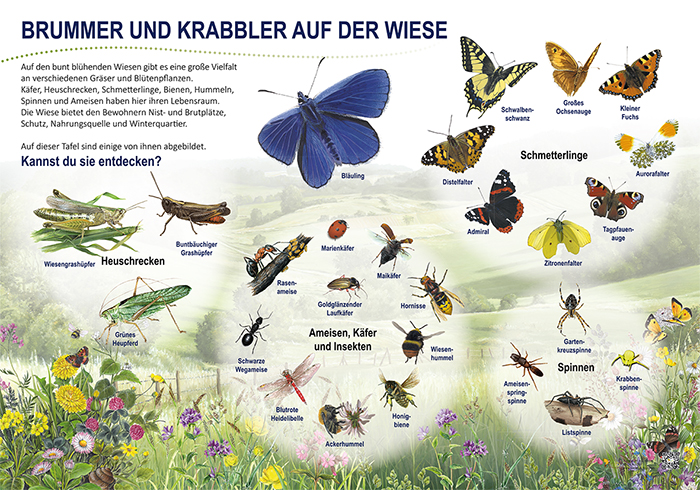 Brummer und Krabbler auf der Wiese | Natur im Bild Lehrtafeln für Natur ...