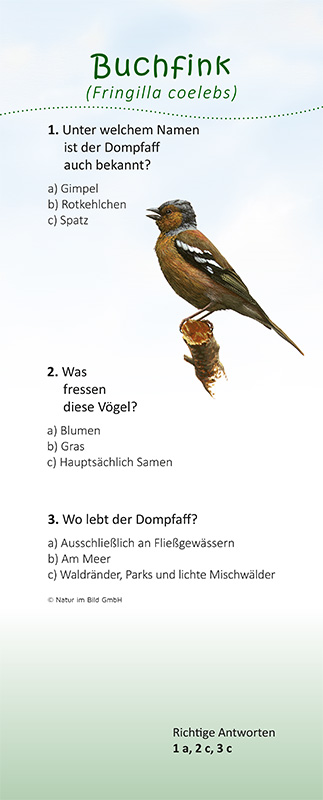 Buchfink | Quiztafel | Lehrtafeln | Natur im Bild Lehrtafeln für Natur ...