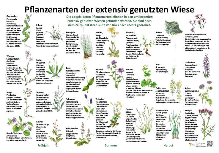 Pflanzenarten der extensiv genutzten Wiesen | Pflanzen | Lehrtafeln ...