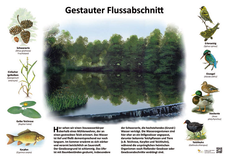 Gestauter Flussabschnitt | Ökologie | Lehrtafeln | Natur im Bild Lehrtafeln für Natur-, Lehr ...