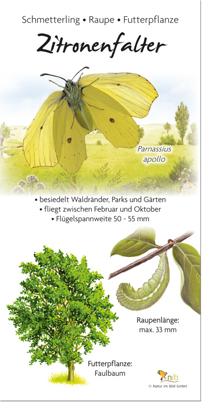 Zitronenfalter | Natur im Bild Lehrtafeln für Natur-, Lehr- oder Lernpfade