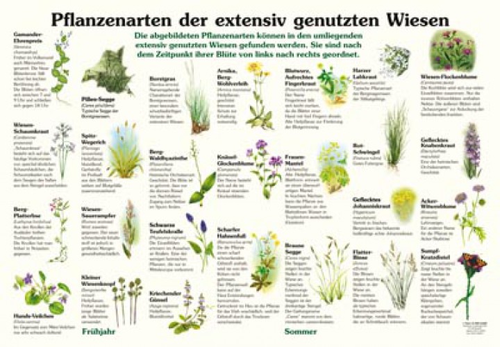 Pflanzenarten der extensiv genutzten Wiesen | 50x70 & 70x100 cm ...