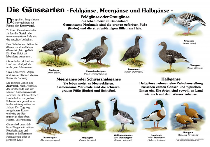 Die Gänsearten | 50x70 & 70x100 cm | Vögel | Lehrtafeln | Natur im Bild ...