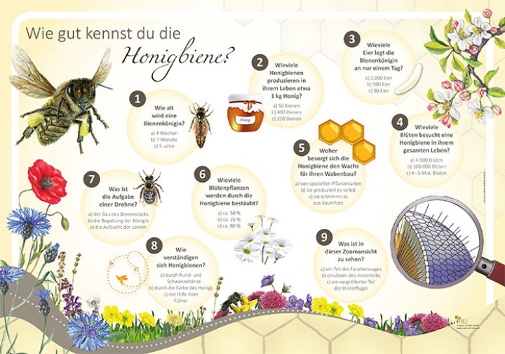 Wie gut kennst du die Honigbiene? | Natur im Bild Lehrtafeln für Natur ...