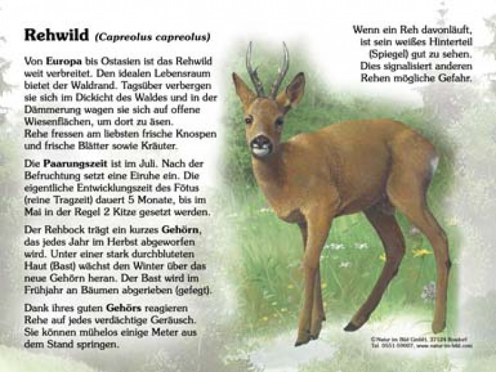 Steckbrief Rehwild: Reh, Rehbock, Rehkitz – WTQM