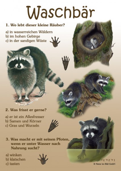 Waschbär | DIN A4 | Quiztafel | Lehrtafeln | Natur im Bild Lehrtafeln ...