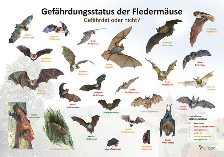 Gefährdungsstatus der Fledermaus | 50x70 & 70x100 cm | Säugetiere ...
